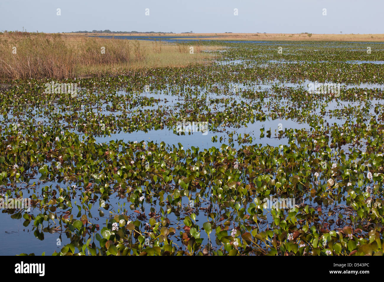 Karanambu Ranch. Seasonal lakes and swamps on the Rupununi Savannah ...
