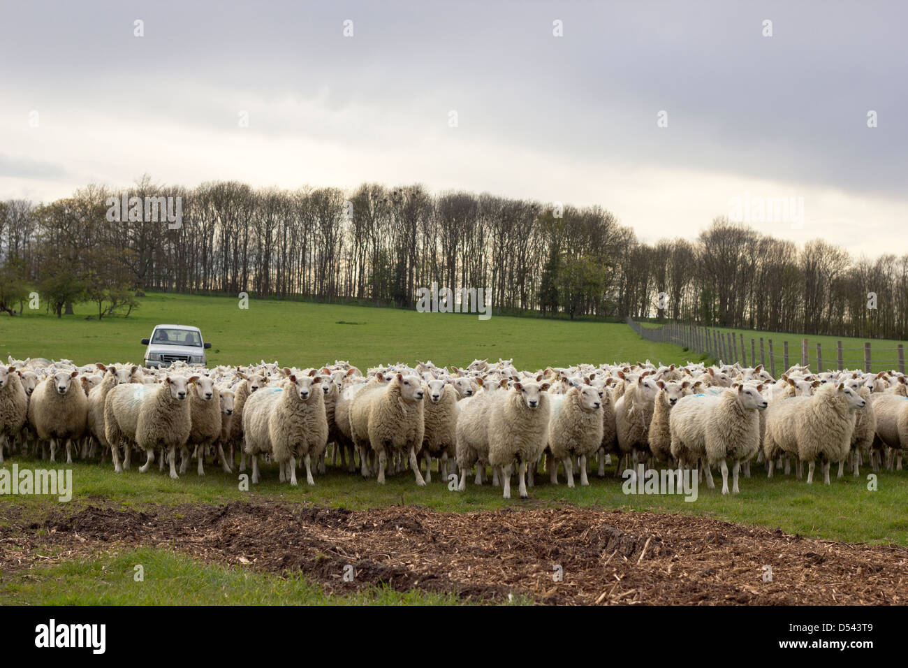 Sheep being herded hi-res stock photography and images - Alamy
