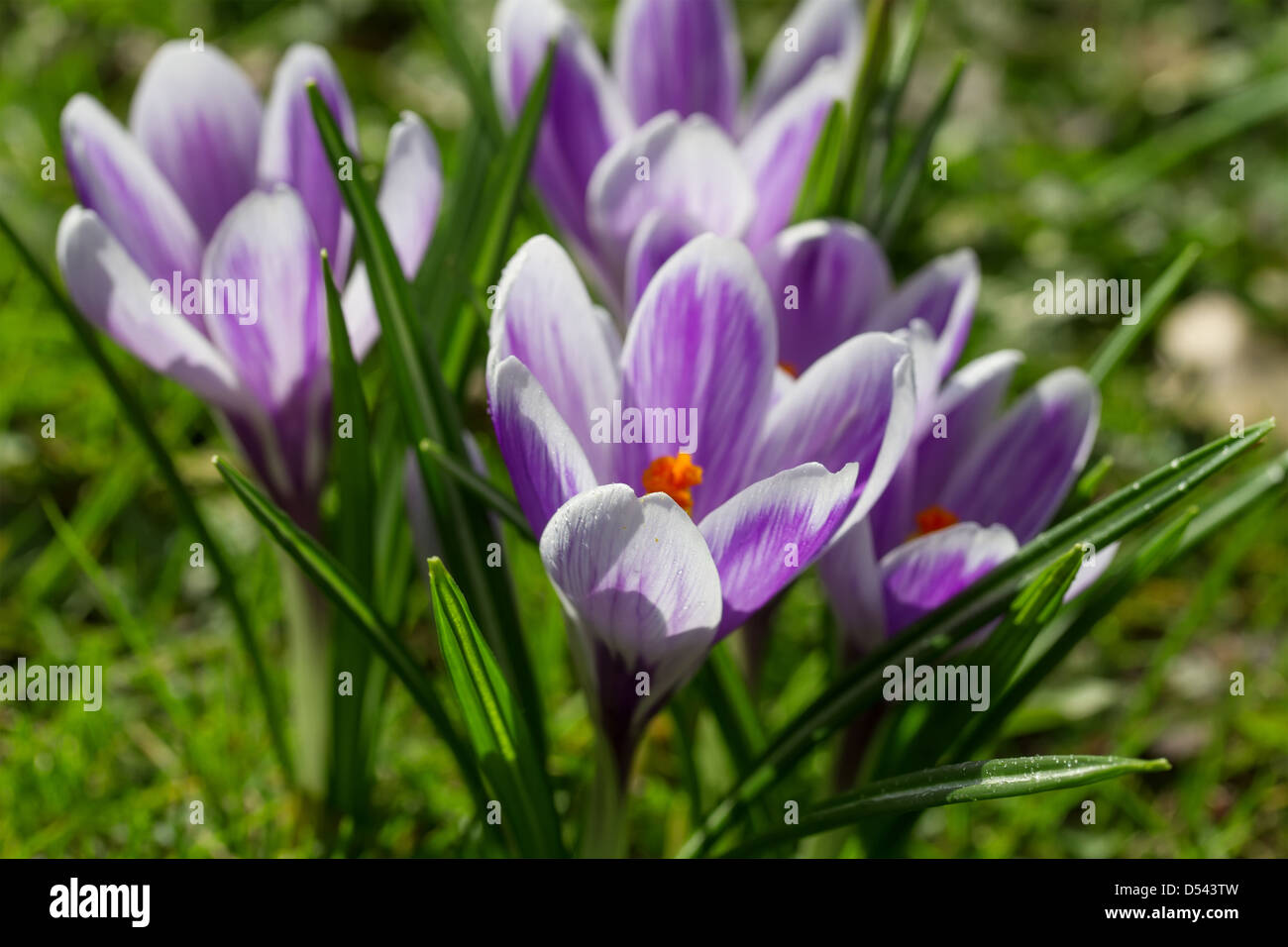 Crocus flower closeup Stock Photo - Alamy