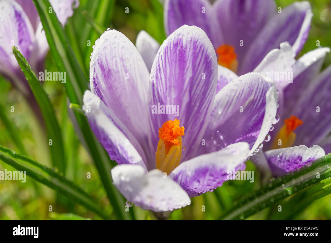 Closeup flower fine tiny hi-res stock photography and images - Alamy