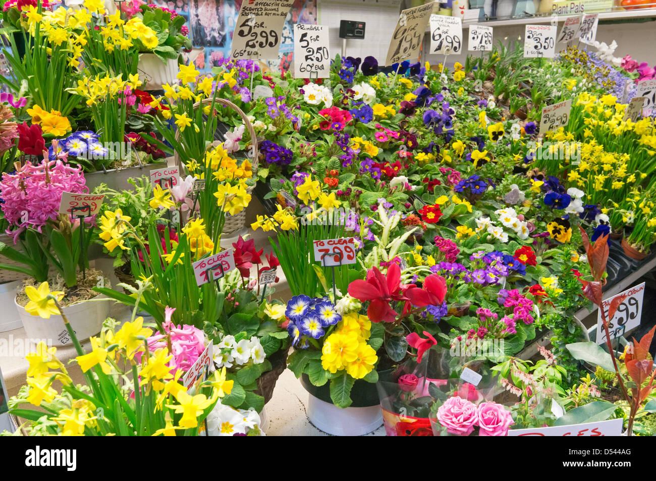 Spring flowers for sale market stall Darlington indoor market, north ...