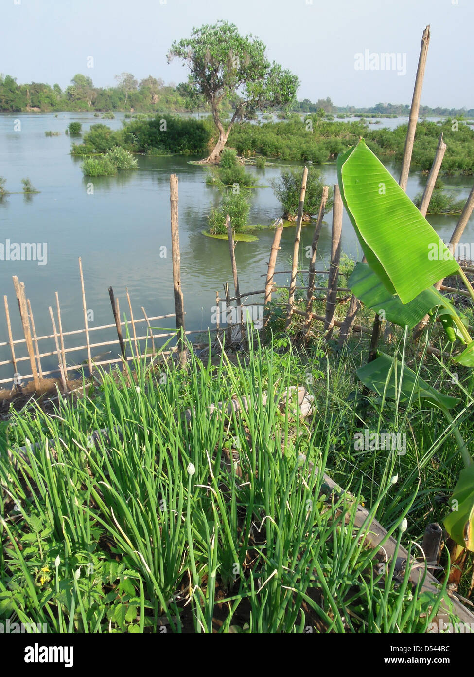 River Mekong landscape at Don Det island on Laos Stock Photo - Alamy