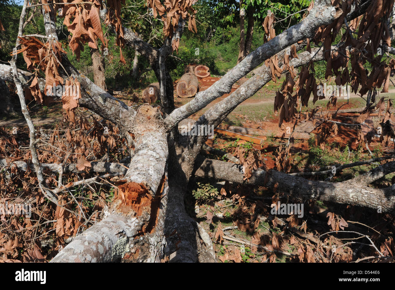 cutted tree on Don Det island on Laos Stock Photo - Alamy