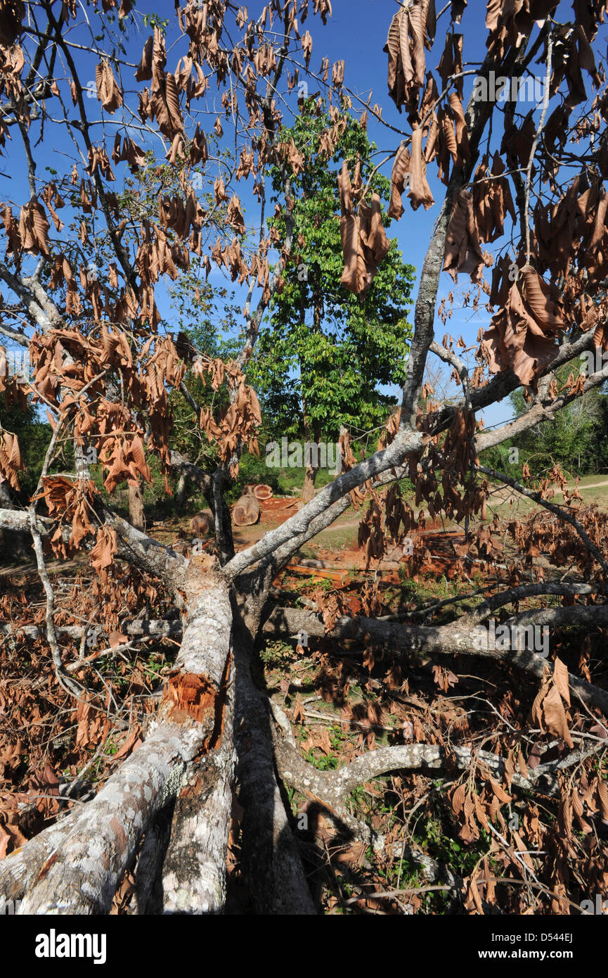 Cutted Tree High Resolution Stock Photography and Images - Alamy