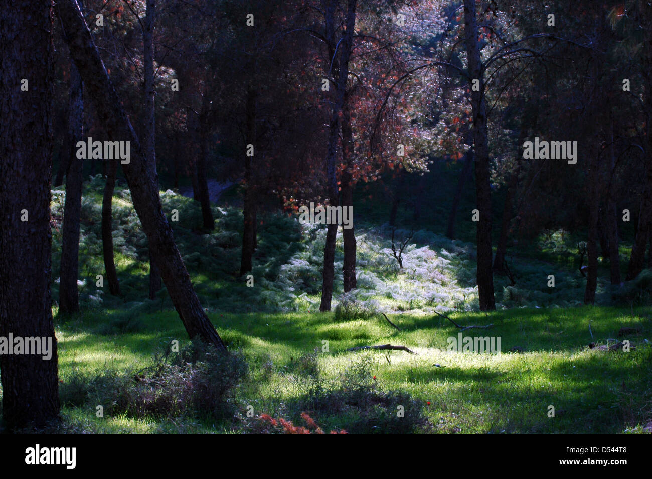 Israel, Jezreel Valley, Mount Gilboa Stock Photo - Alamy