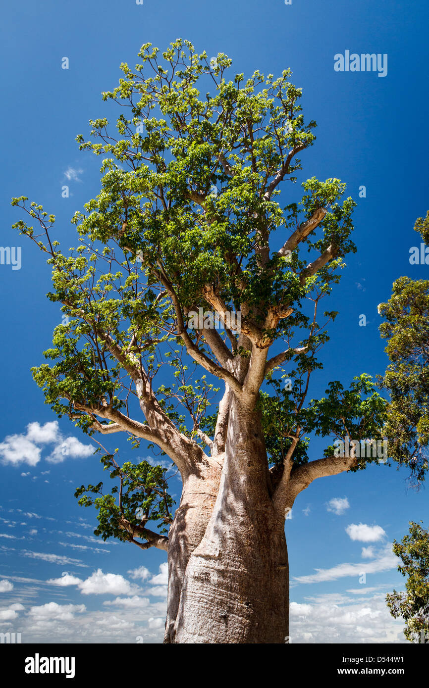 Boab tree, Kings Park Stock Photo - Alamy