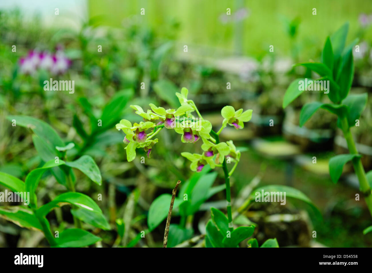 Sippigghat Farm,Spice and Orchid Plants,Pineapple,Ferns,Palm Trees ...