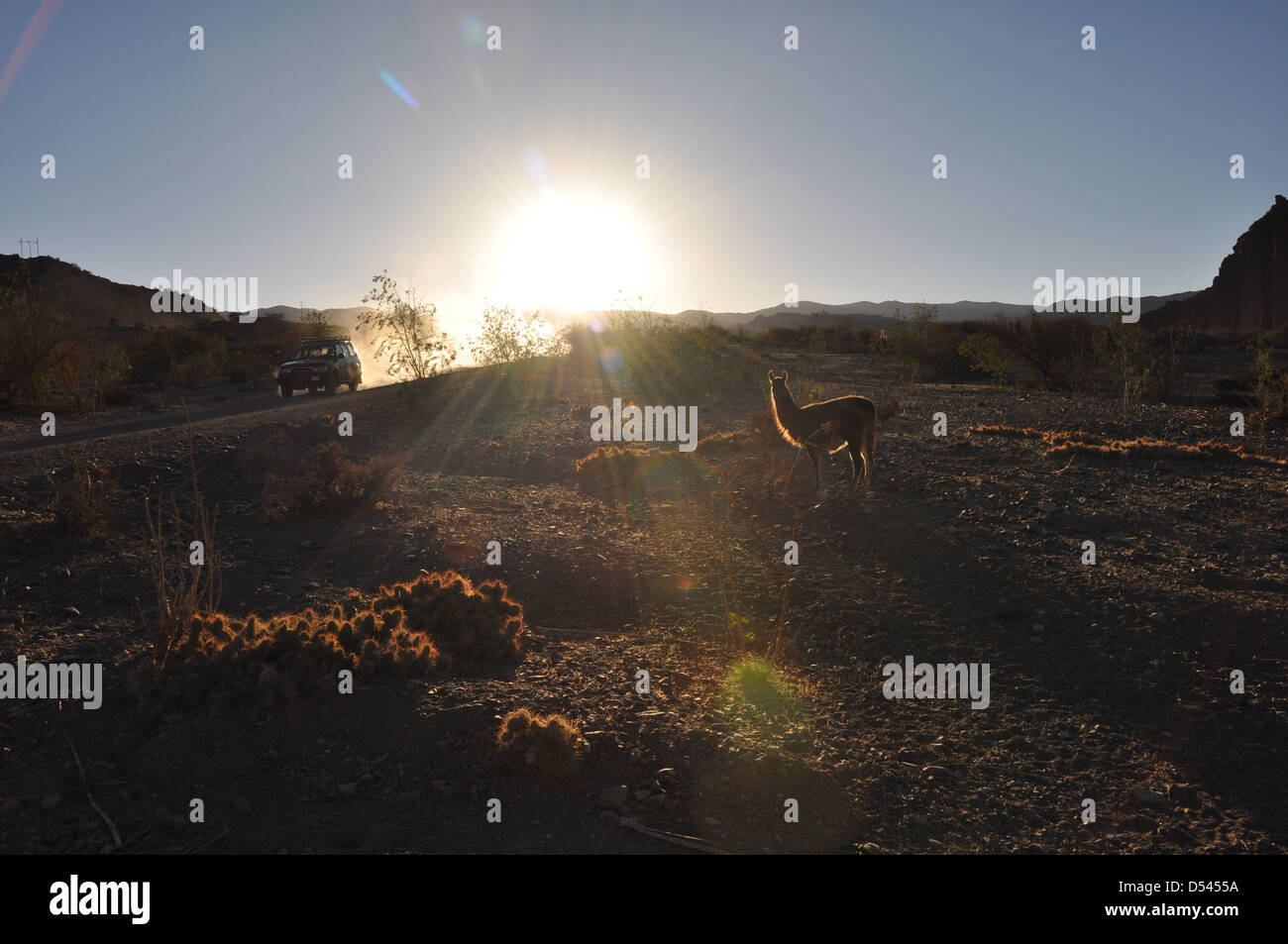A llama at sunset photographed in the Canon Del Inca, Tupiza Chichas ...