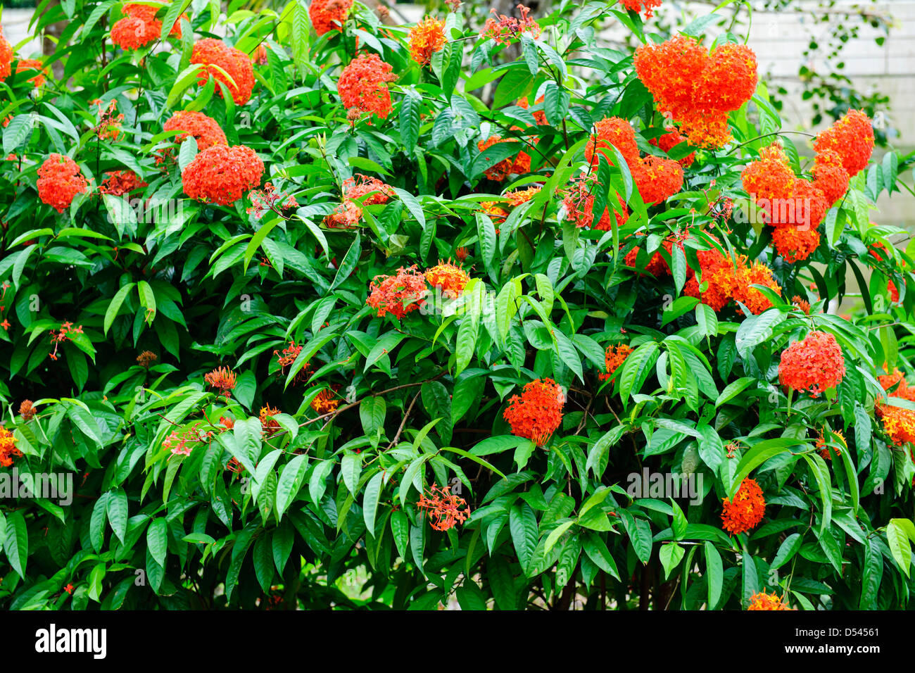 Sippigghat Farm,Spice and Orchid Plants,Pineapple,Ferns,Palm Trees ...