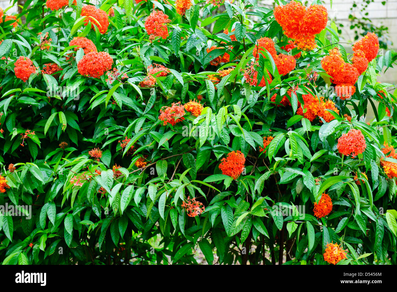 Sippigghat Farm,Spice and Orchid Plants,Pineapple,Ferns,Palm Trees ...