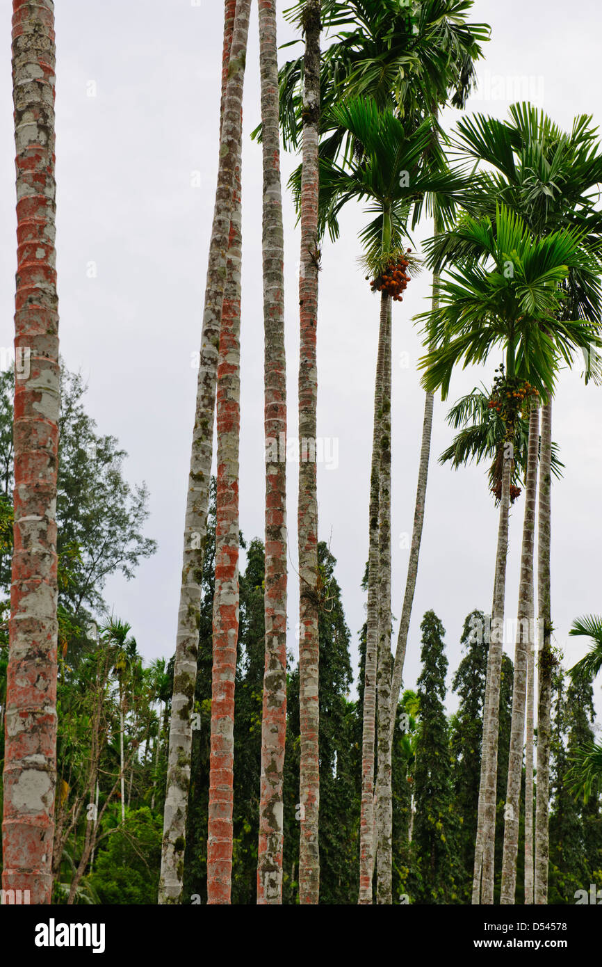 Sippigghat Farm,Spice and Orchid Plants,Pineapple,Ferns,Palm Trees ...