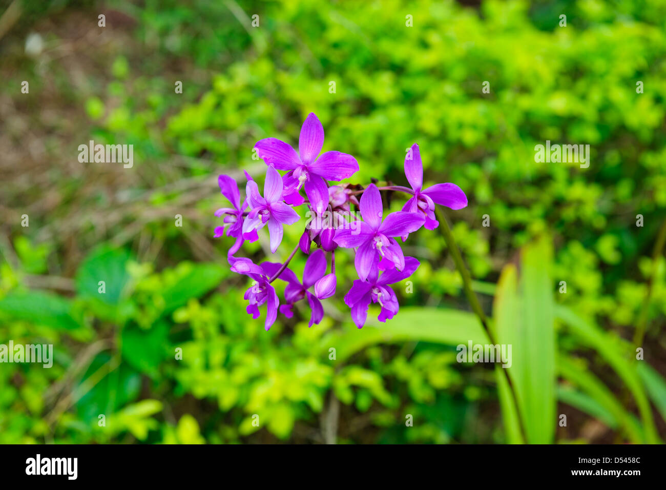 Sippigghat Farm,Spice and Orchid Plants,Pineapple,Ferns,Palm Trees ...