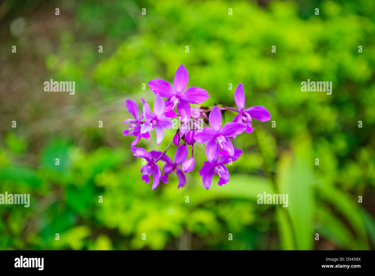 Sippigghat Farm,Spice and Orchid Plants,Pineapple,Ferns,Palm Trees ...