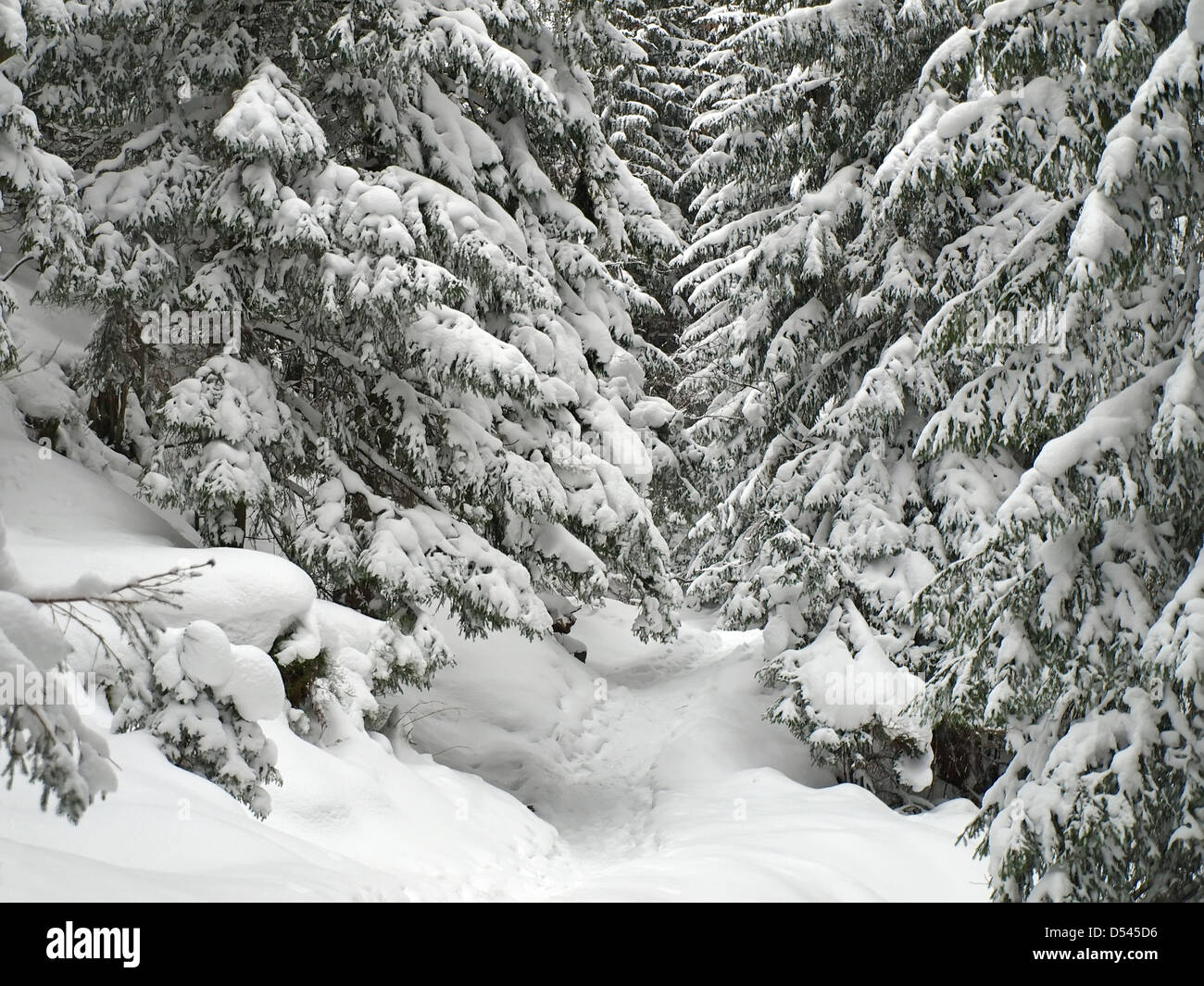Winter in the forest, lots of snow Stock Photo - Alamy