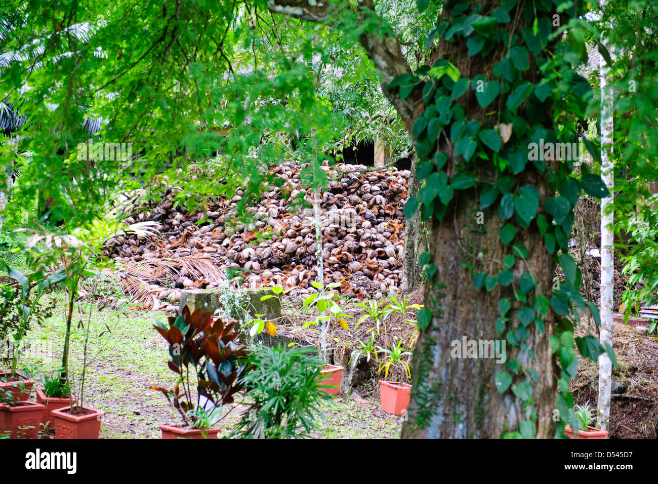 Sippigghat Farm,Spice and Orchid Plants,Pineapple,Ferns,Palm Trees ...