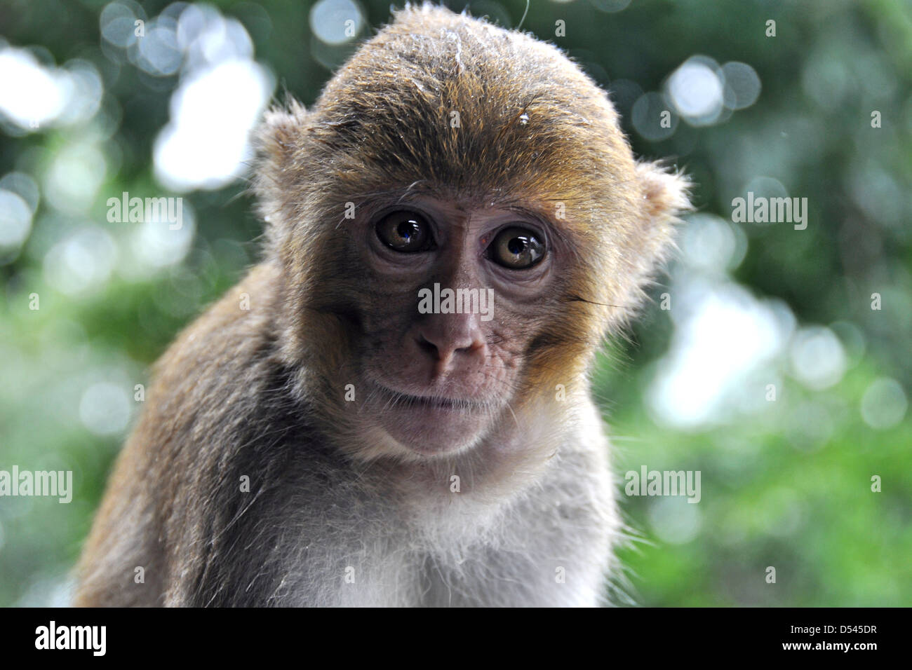 Myanmar Bagan Popa mountain park Rhesus Macaques Monkey Stock Photo - Alamy