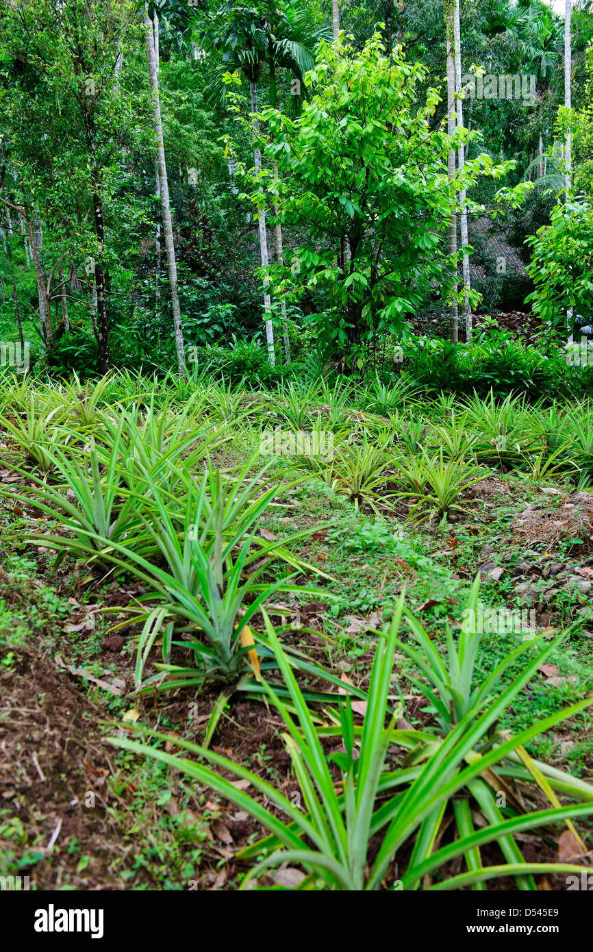 Sippigghat Farm,Spice and Orchid Plants,Pineapple,Ferns,Palm Trees ...