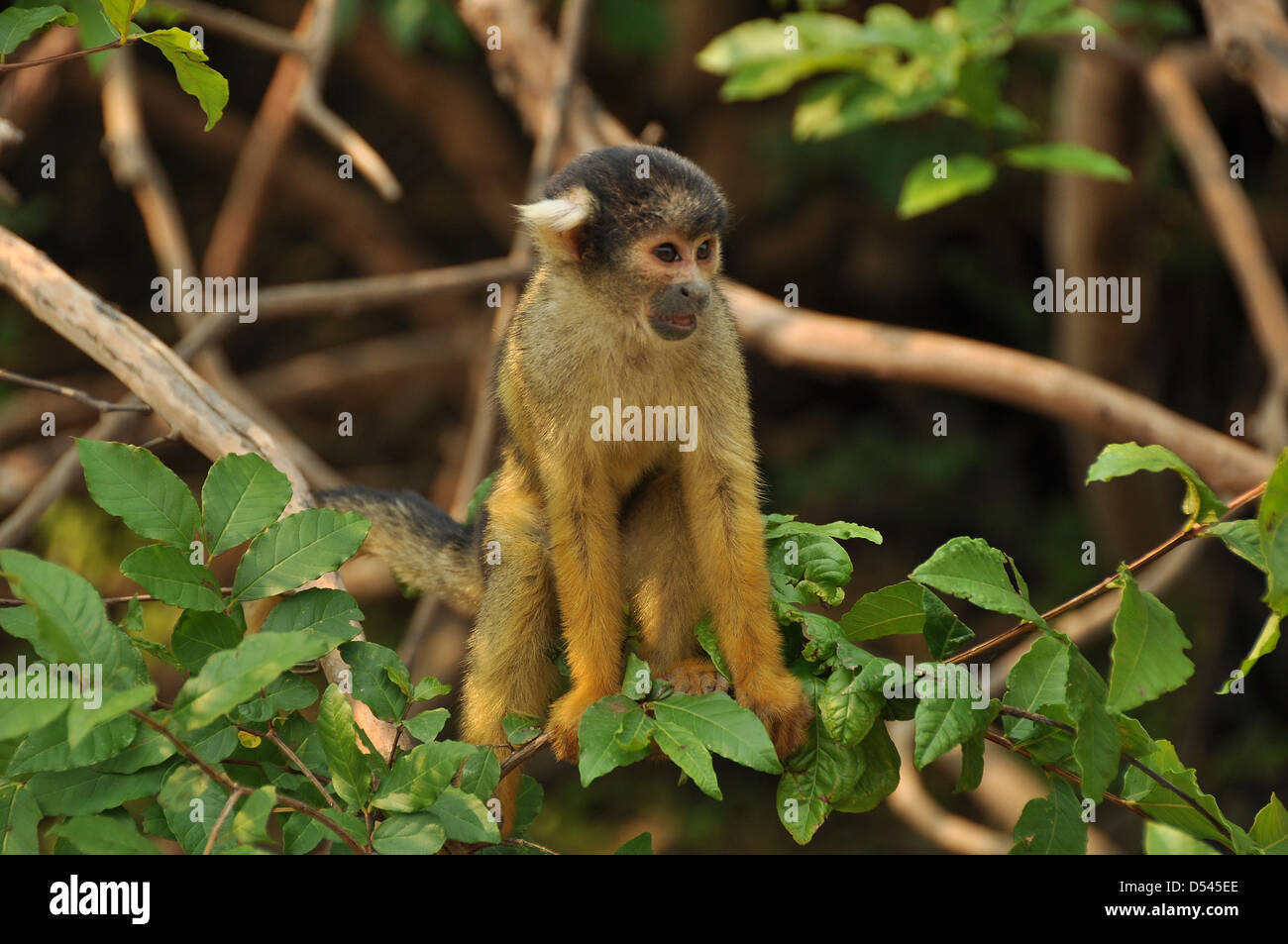 Amazon rainforests of bolivia hi-res stock photography and images - Alamy