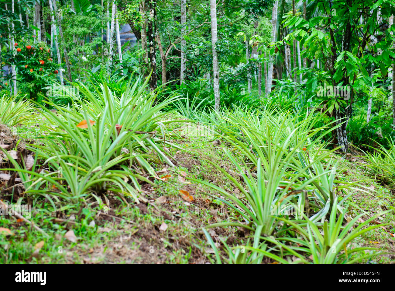 Sippigghat Farm,Spice and Orchid Plants,Pineapple,Ferns,Palm Trees ...
