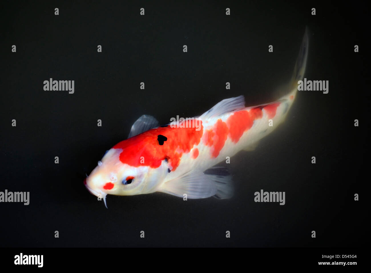Koi hi-res stock photography and images - Alamy