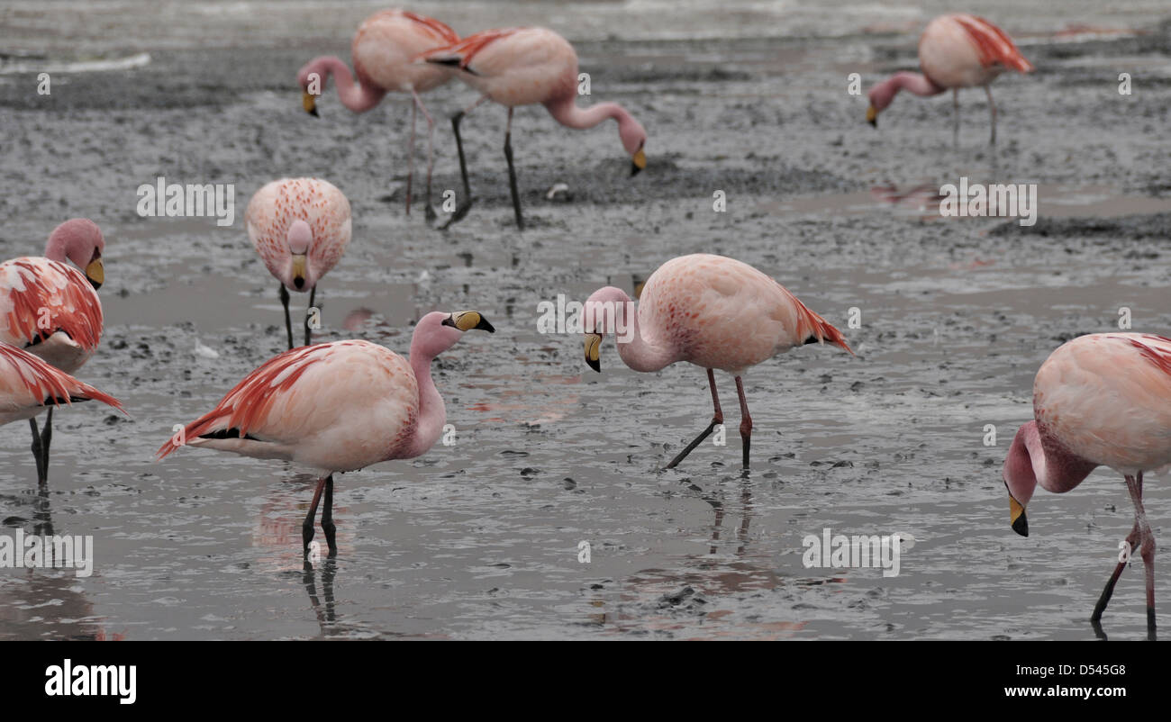 Andean Flamingo (Phoenicopterus andinus Stock Photo - Alamy