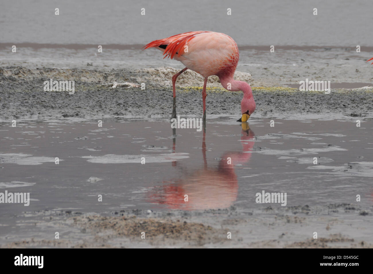 Andean Flamingo (Phoenicopterus andinus Stock Photo - Alamy
