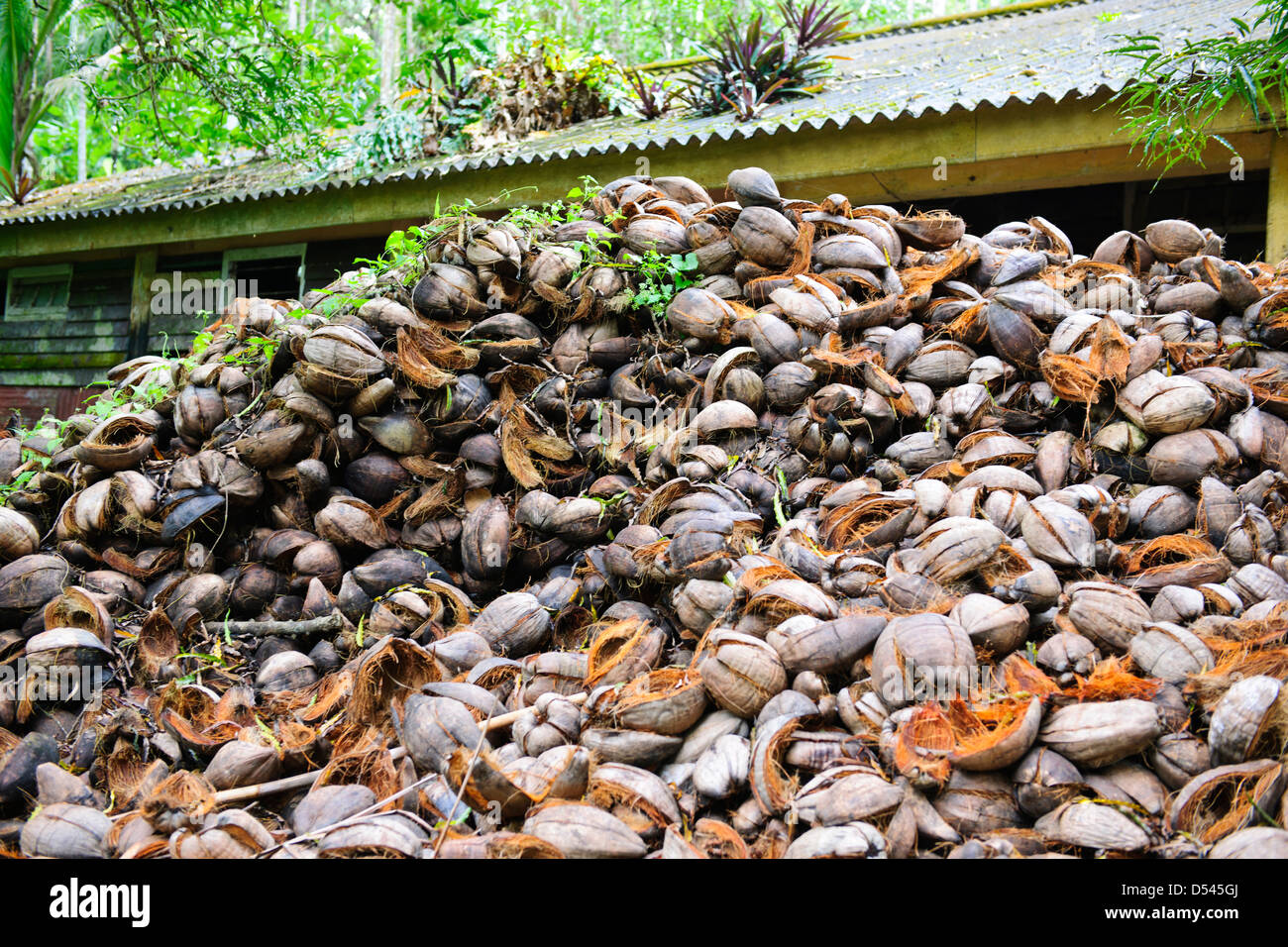 Sippigghat Farm,Spice and Orchid Plants,Pineapple,Ferns,Palm Trees ...