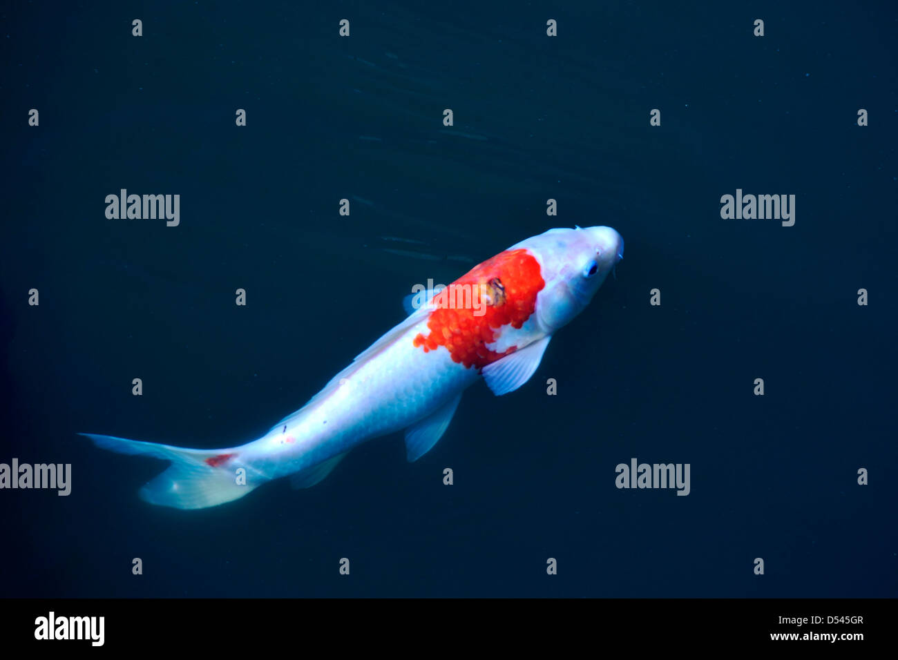 Koi carp hi-res stock photography and images - Alamy
