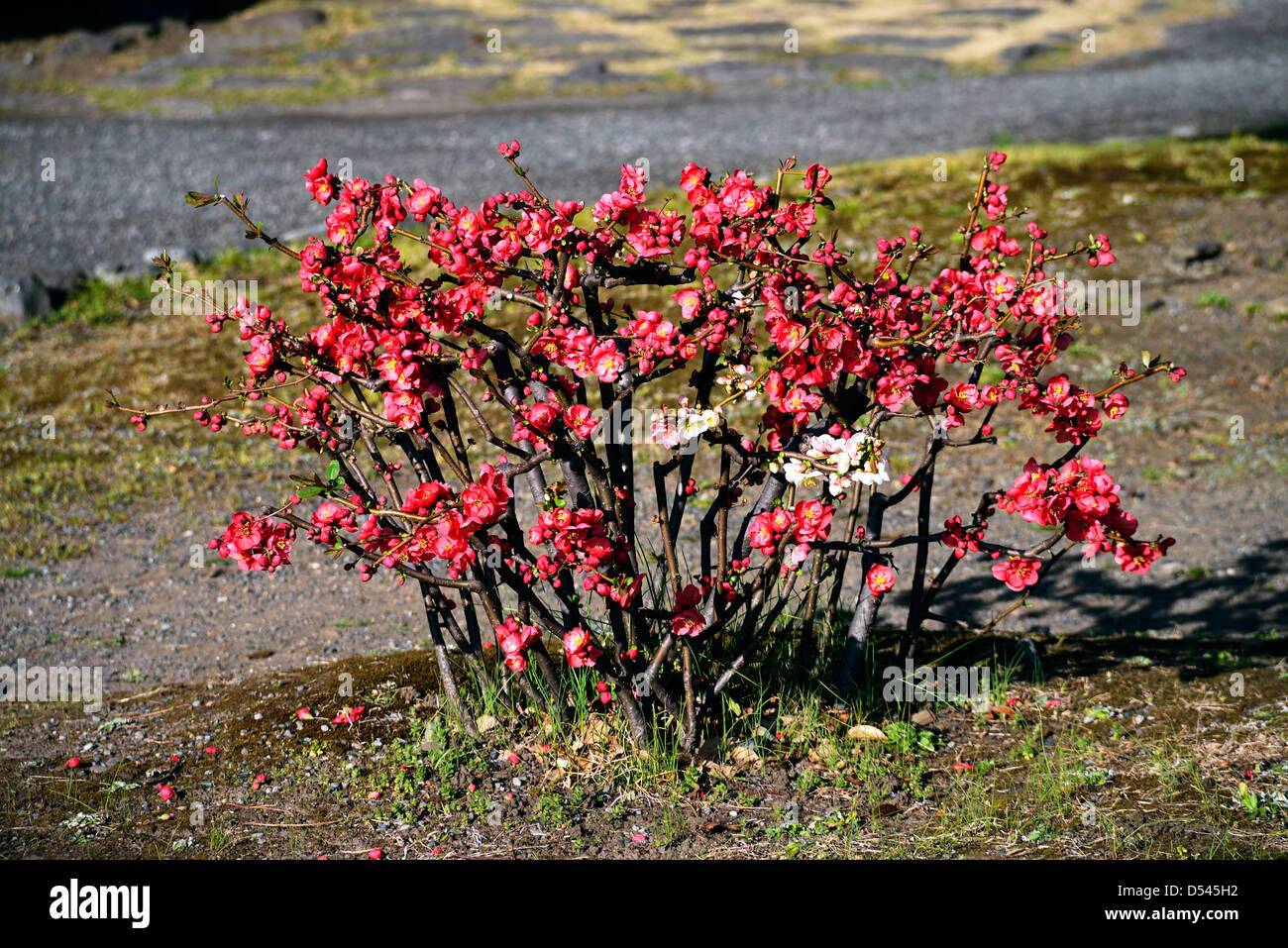 Japanese plum bonsai hi-res stock photography and images - Alamy