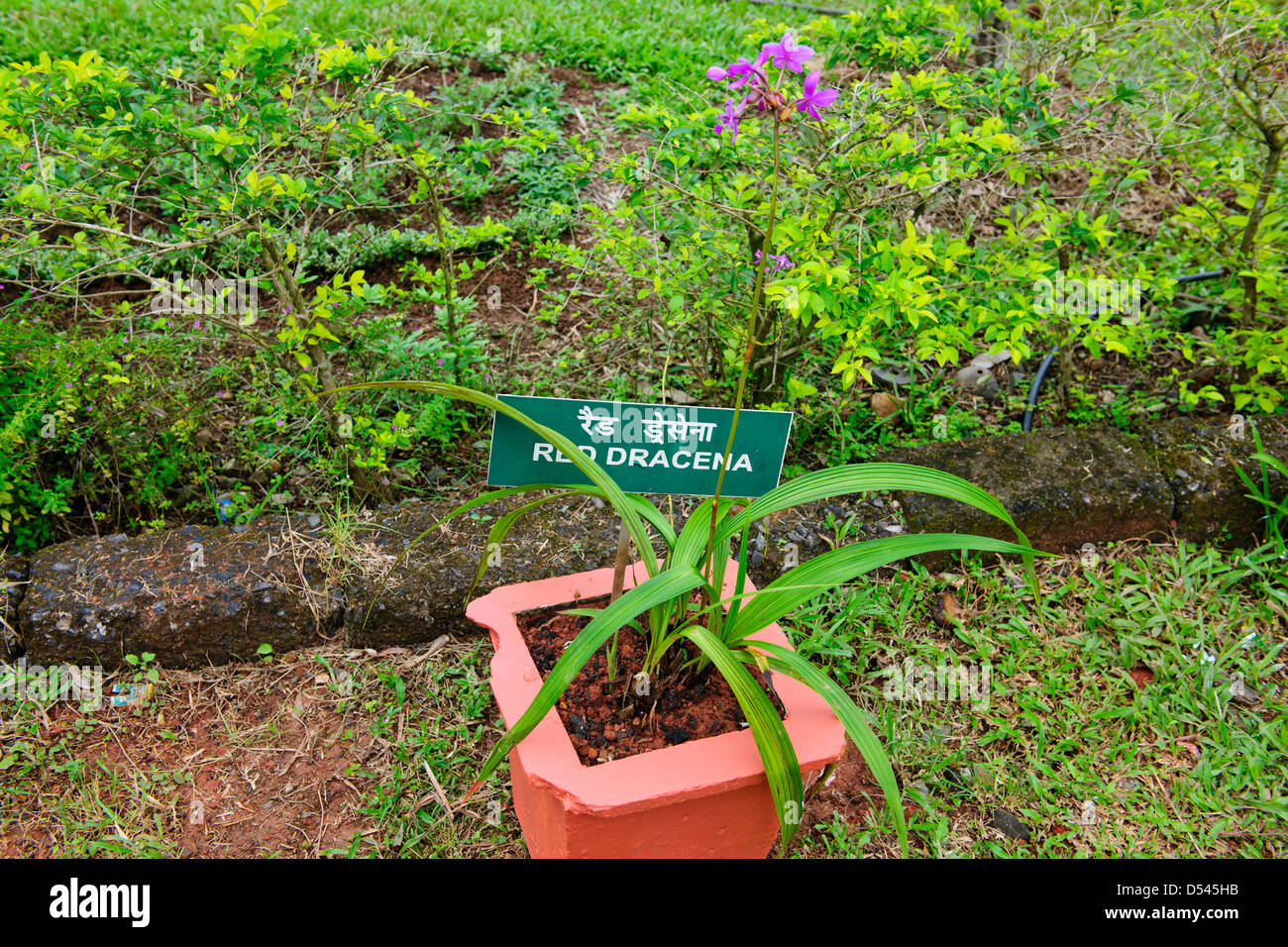Sippigghat Farm,Spice and Orchid Plants,Pineapple,Ferns,Palm Trees ...