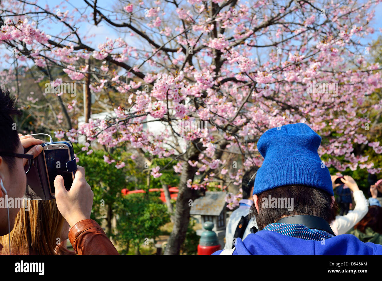 First cherry blossoms hi-res stock photography and images - Alamy