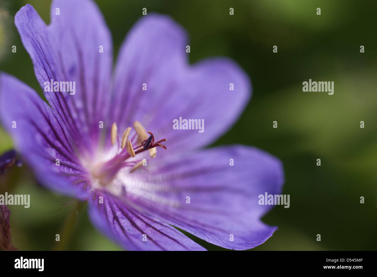 Geranium sanguineum magenta pink solitary flowers bloom with small ...