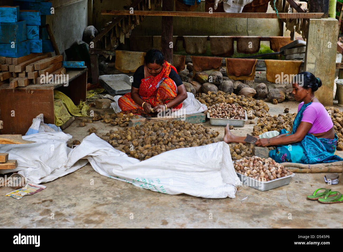 Beetle Nut Production,Chewing Tobacco,Stripping the nuts from outer ...