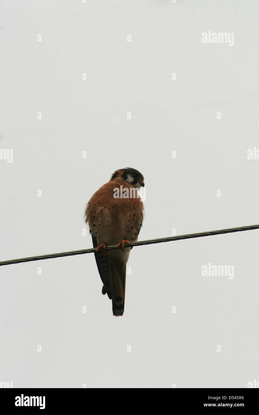 Sparrow perched on power line hi-res stock photography and images - Alamy