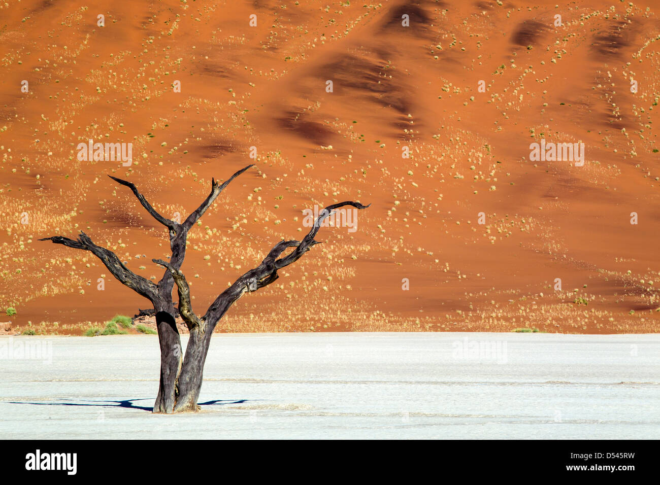Acacia tree acacia erioloba High Resolution Stock Photography and ...