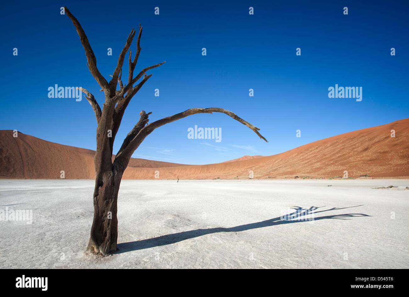 Old barren tree hi-res stock photography and images - Alamy