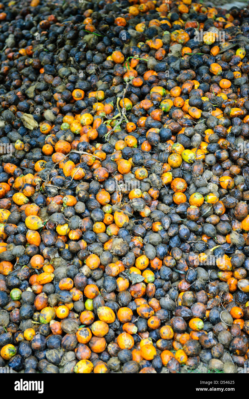 Beetle Nut Production,Chewing Tobacco,Stripping the nuts from outer ...