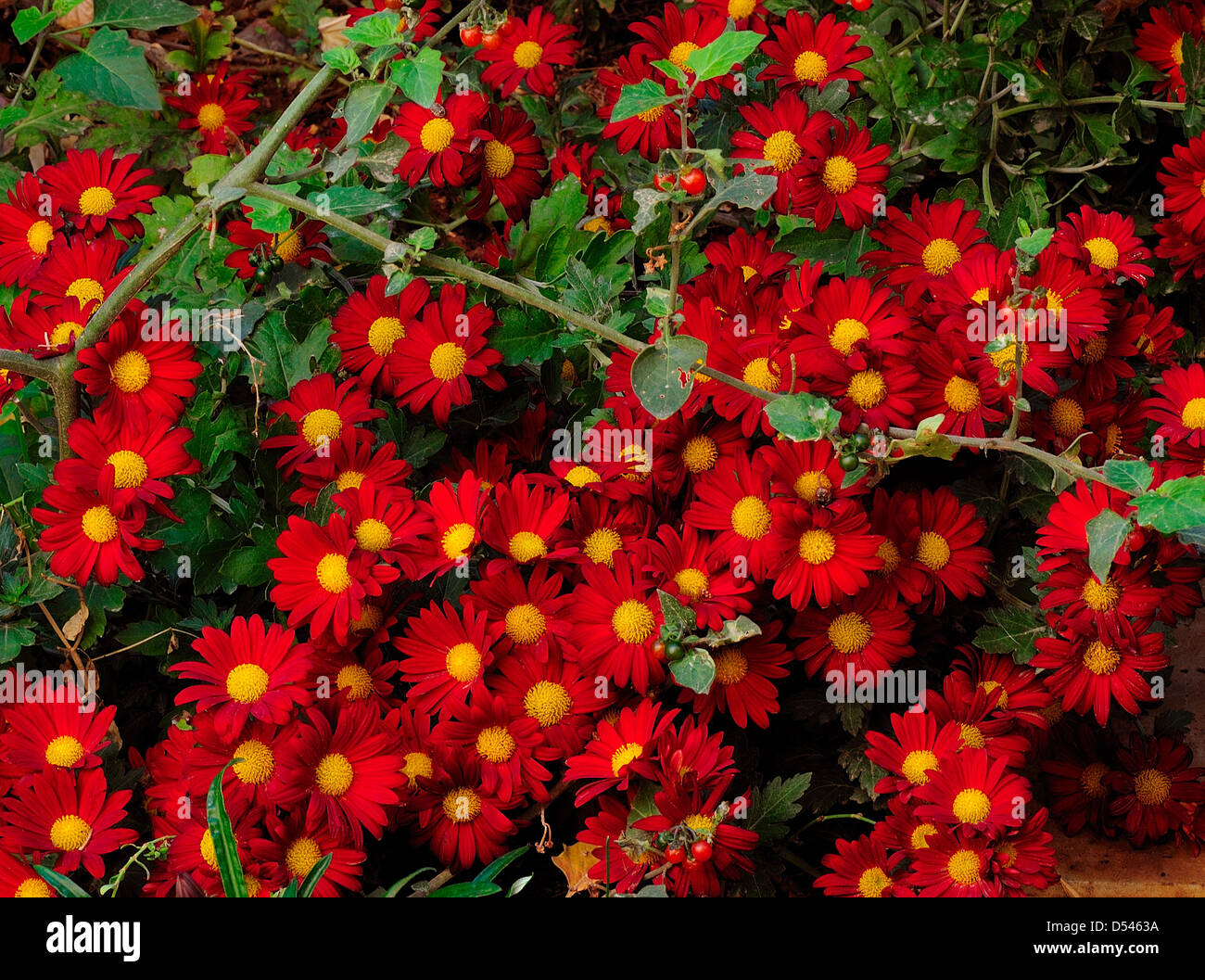 A natural bouquet of red flowers Stock Photo - Alamy