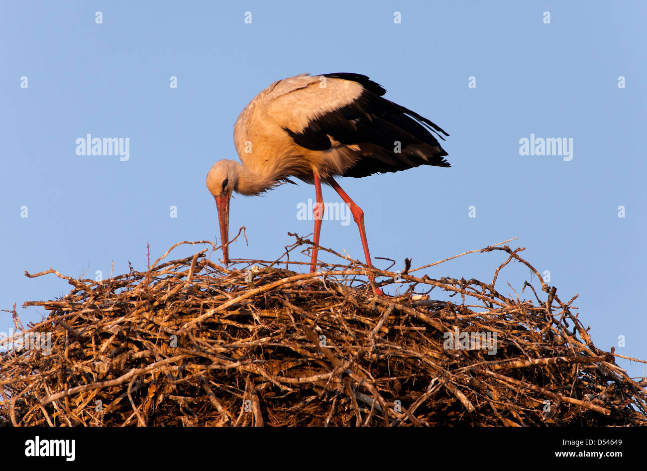 Europaeisches stork village hi-res stock photography and images - Alamy