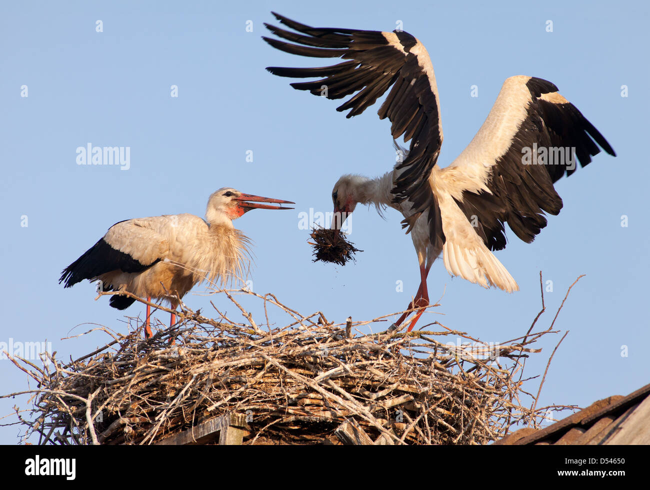 Europaeisches stork village hi-res stock photography and images - Alamy