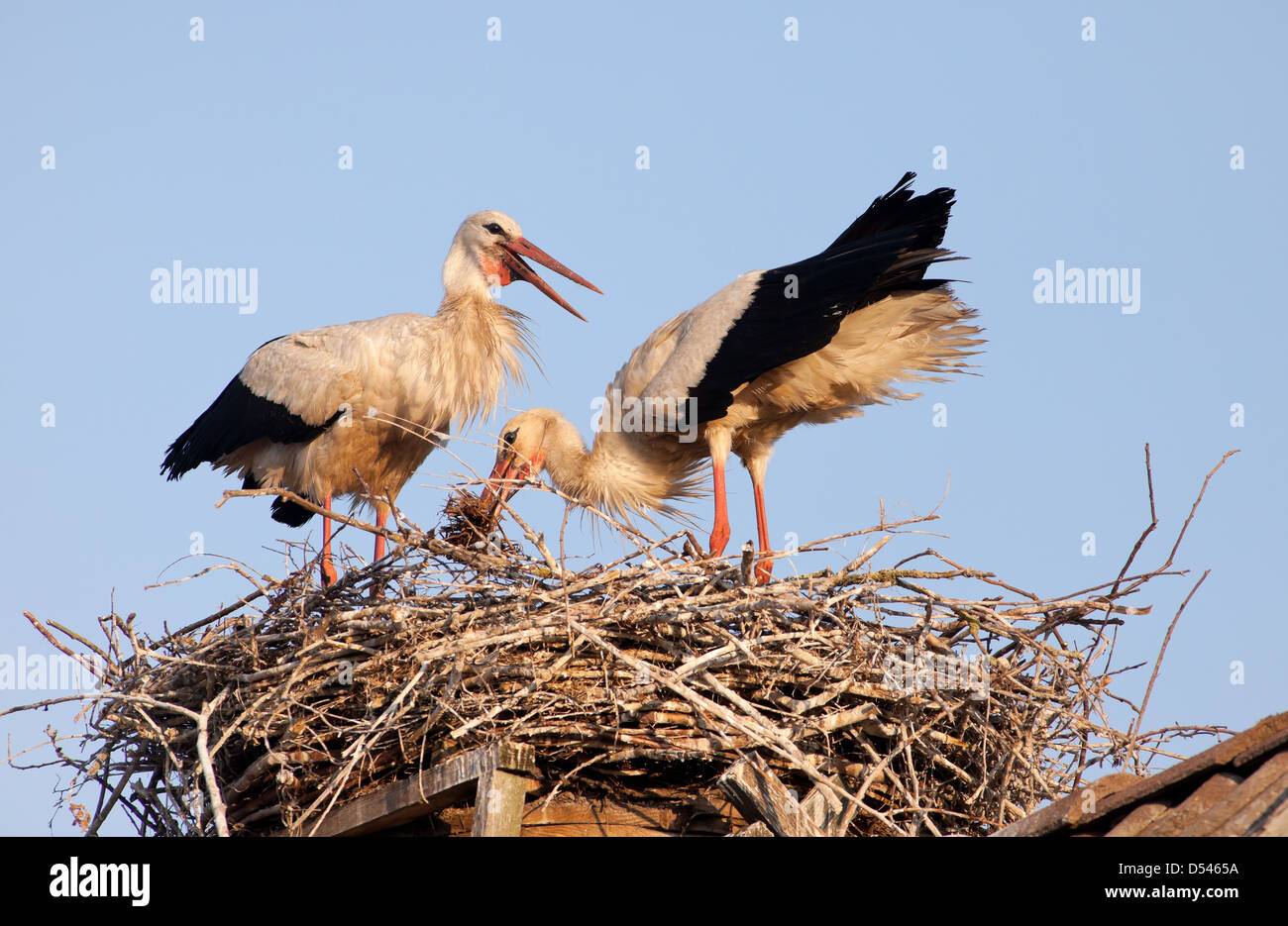Europaeisches stork village hi-res stock photography and images - Alamy