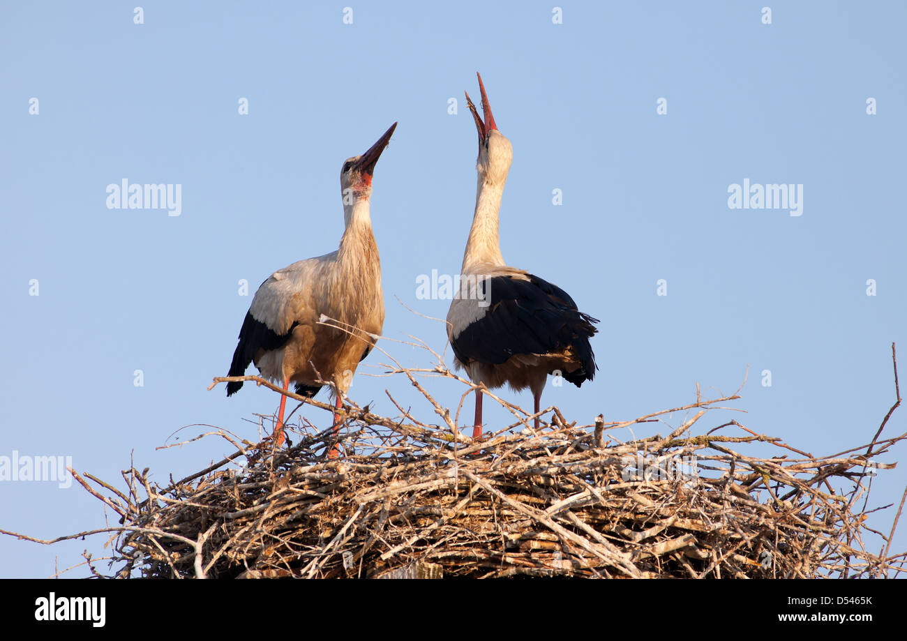 Europaeisches stork village hi-res stock photography and images - Alamy