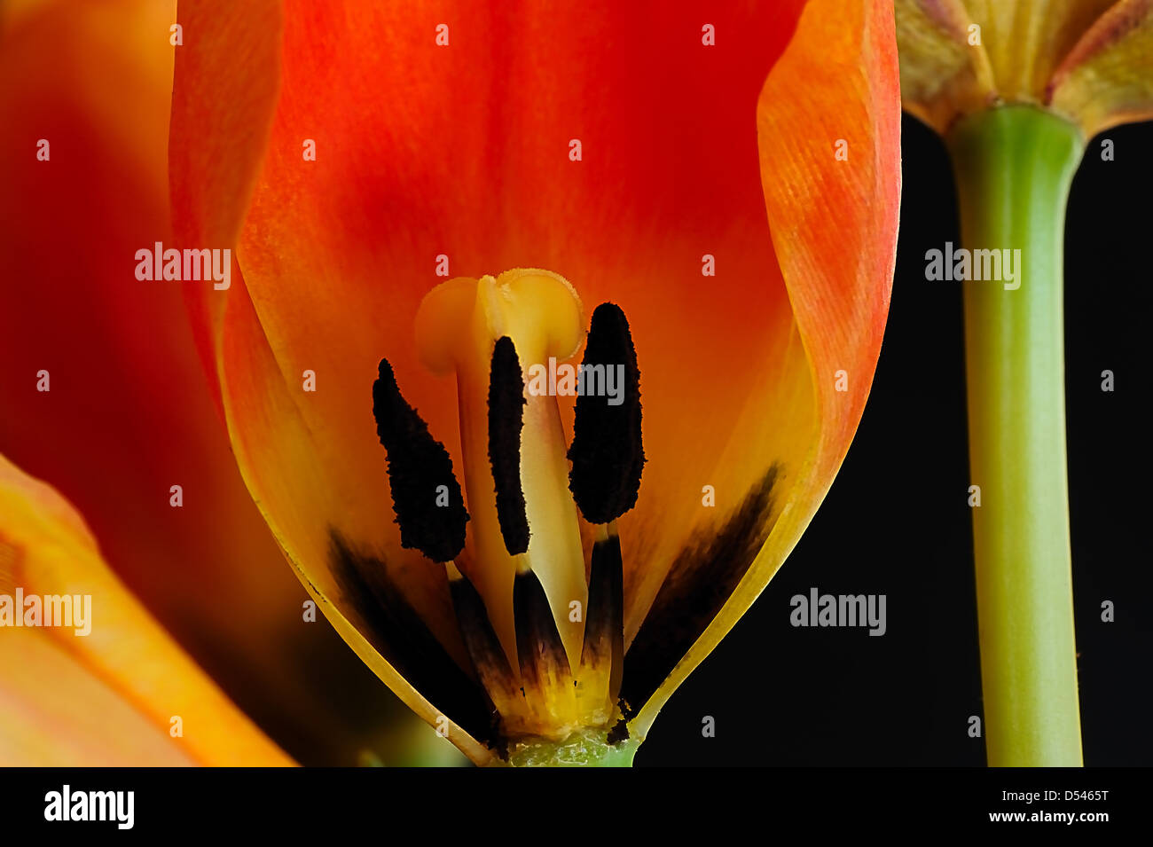 Inside of a tulip hi-res stock photography and images - Alamy