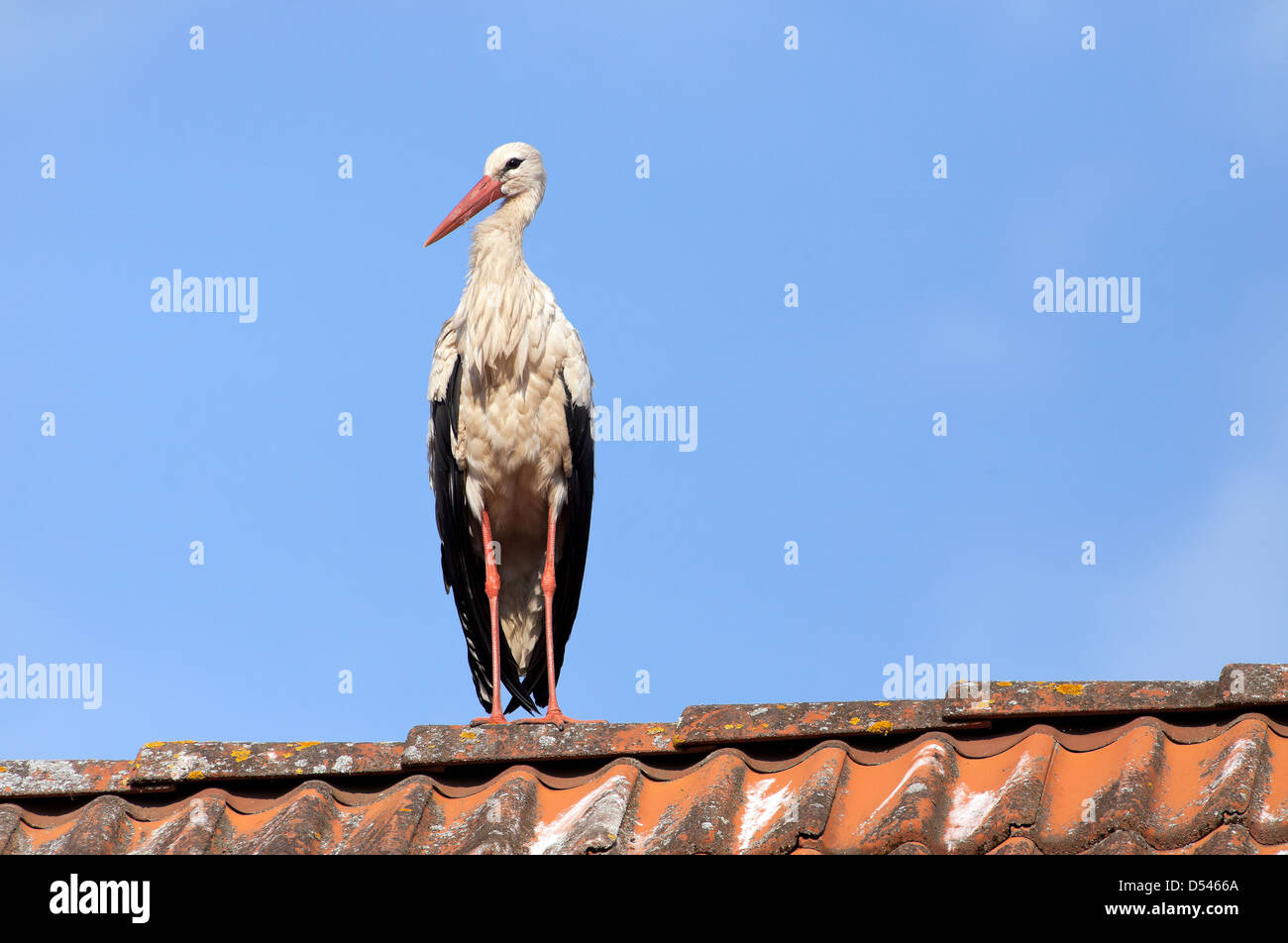 Europaeisches Stork Village High Resolution Stock Photography and ...