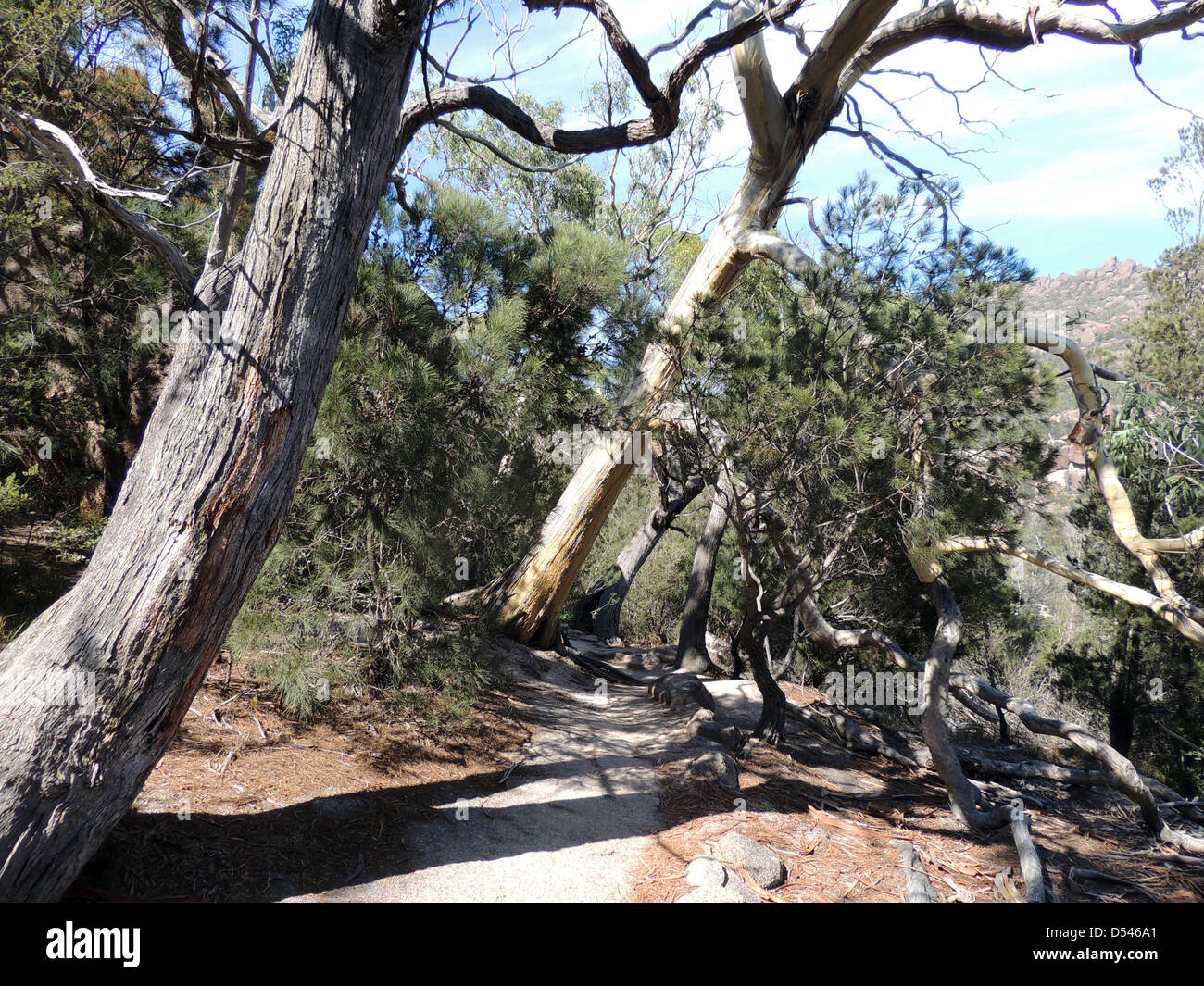 TREKKING PATH on Mount Amos, Tasmania, leading up to lookout over ...