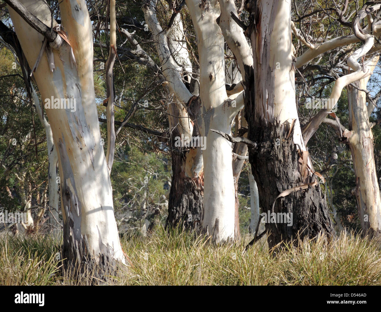 Snow Gum Eucalyptus Pauciflora Trees In Central Tasmania Photo Tony