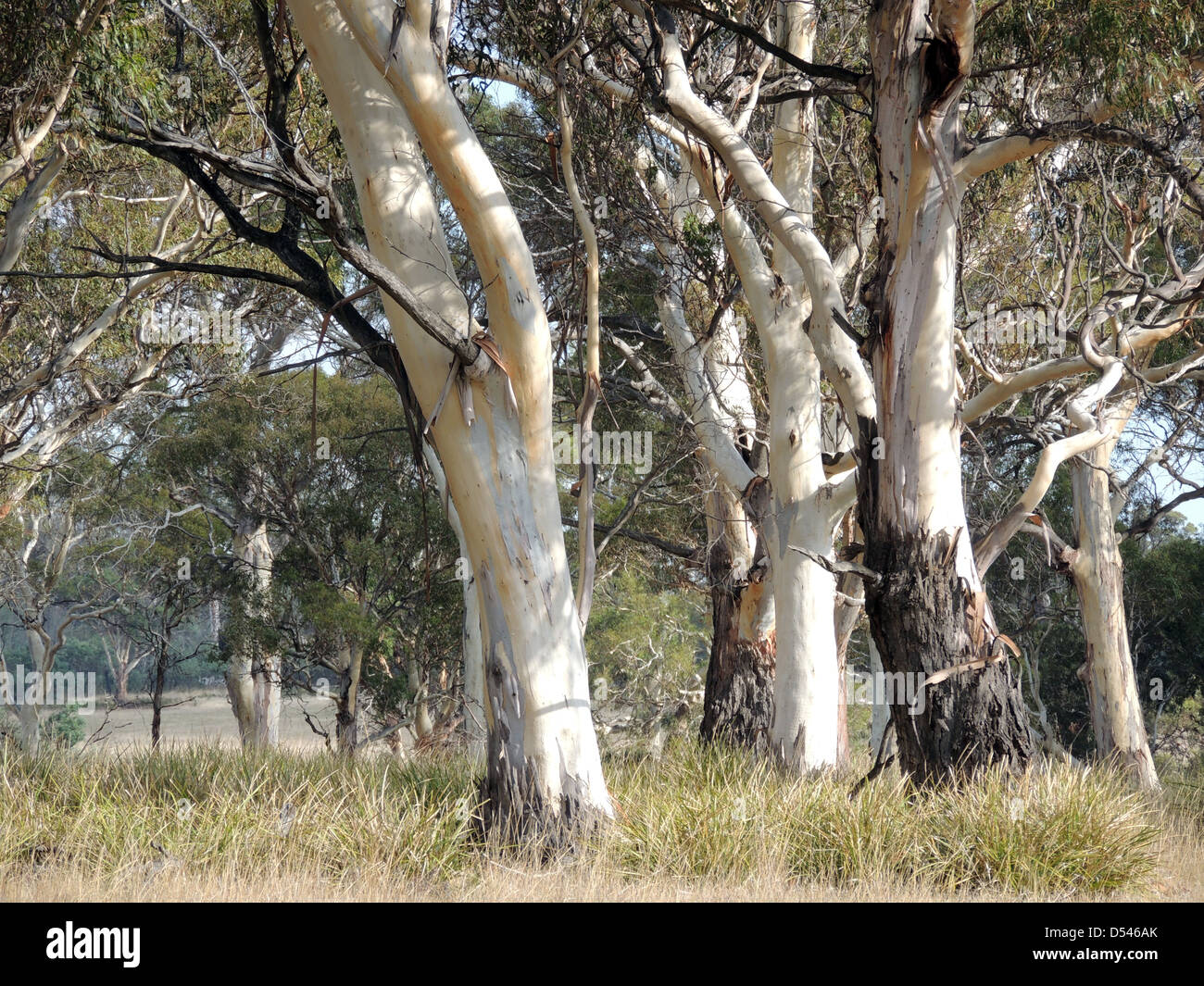 Tree eucalyptus pauciflora hi-res stock photography and images - Alamy