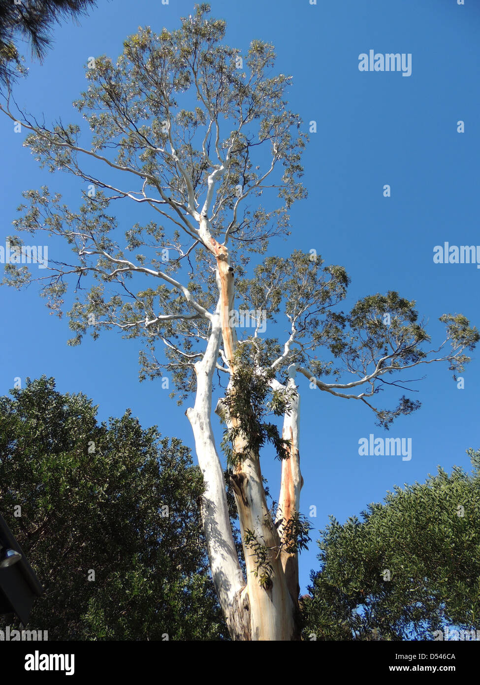 Snow gum hi-res stock photography and images - Alamy