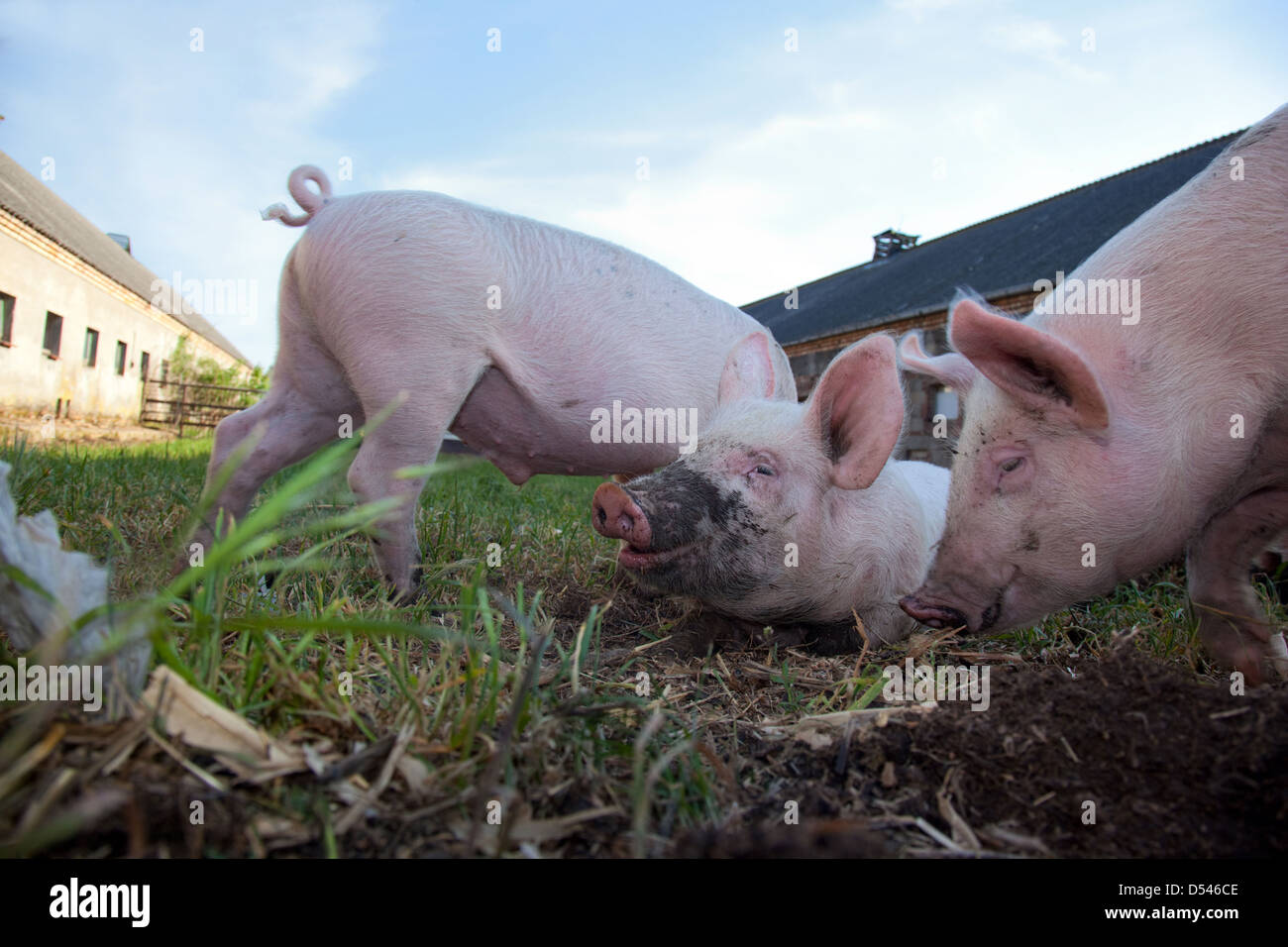 Brandenburg / Havel, Germany, pigs in a meadow Stock Photo - Alamy