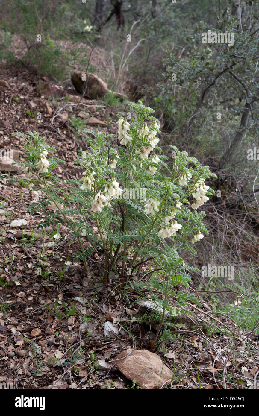 Garrigue plant hi-res stock photography and images - Alamy